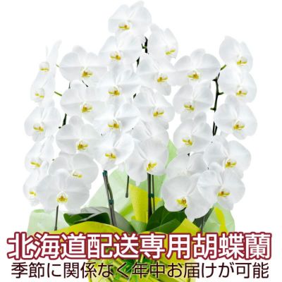 北海道配送専用胡蝶蘭